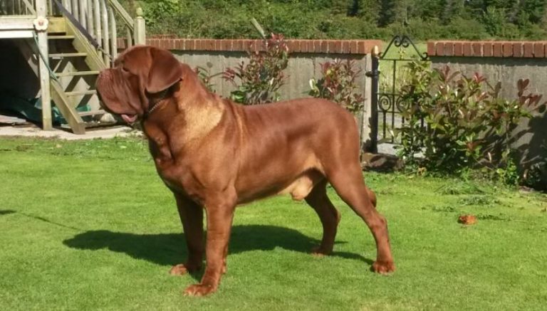 Dogue de Bordeaux – Male Dogs - Glenrouge